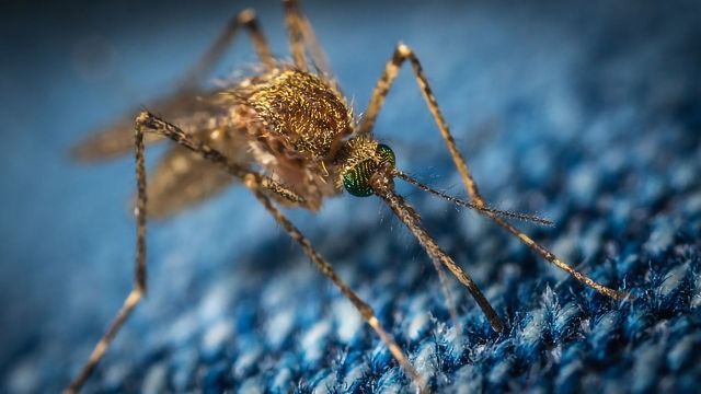 Application To Release 750 Million Genetically Engineered Mosquitoes ...