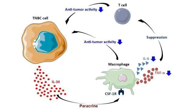 Team Identifies Key Molecule Responsible for Poor Prognosis of Breast ...