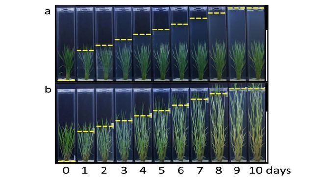 Antagonistic Genes Help Regulate Rice Plant Stem Growth | Technology ...