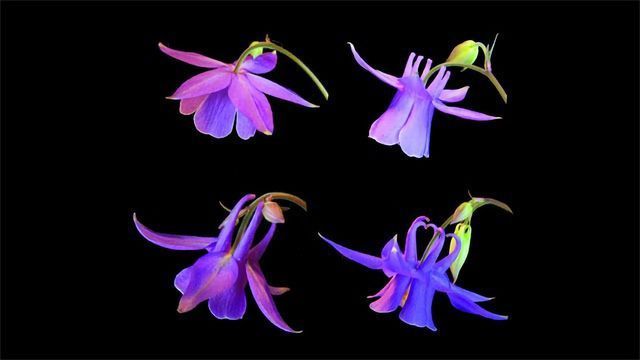 Gene Controlling Nectar Spur Development Is Identified | Technology ...