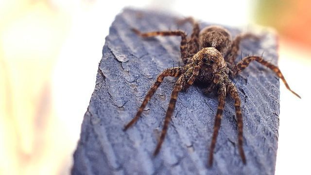 How Giant Spider Venom Might Help Sufferers of Irritable Bowel Syndrome ...
