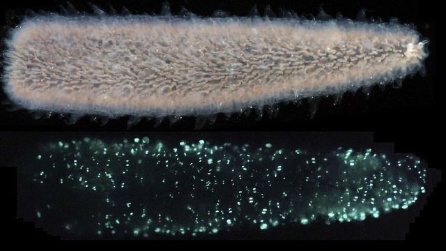 Study Reveals Potential Gene Behind “Glowing” of Sea Pickle ...
