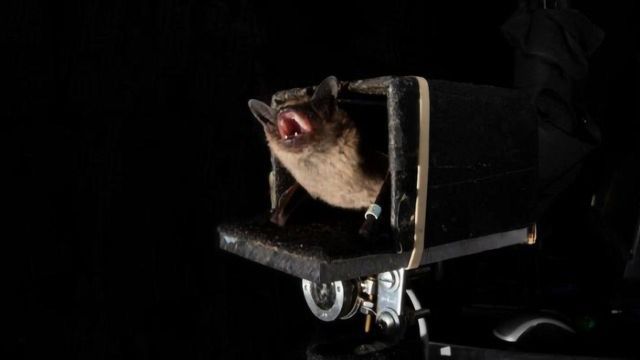 How Bats Use Echolocation To "Predict the Future" of Their Prey ...