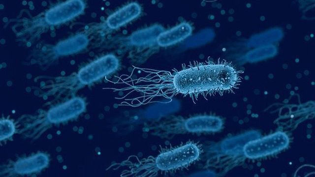 When Individual Bacteria Move More Slowly, the Group Moves Faster ...