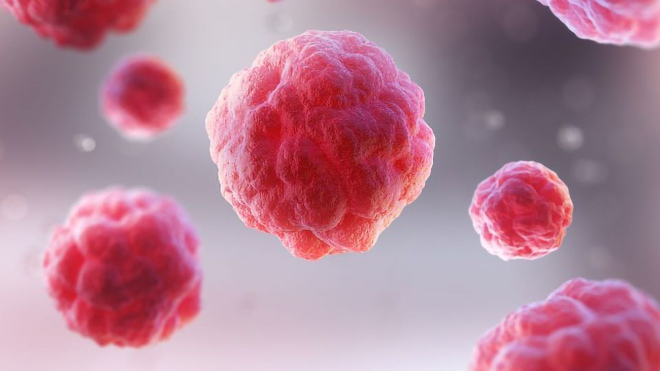 Imaging Method Reveals a "Symphony of Cellular Activities" | Technology ...