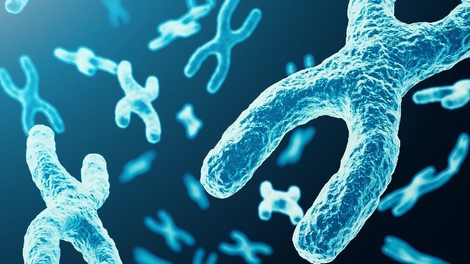 Mechanisms of Telomere Protection Are Unique in Stem Cells | Technology ...