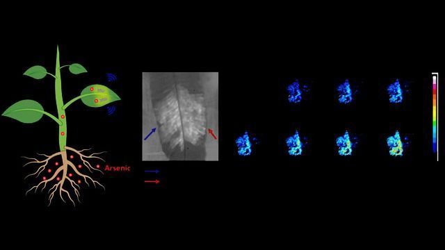 Living Plant-Based Sensor Can Detect Arsenic in Soil | Technology Networks