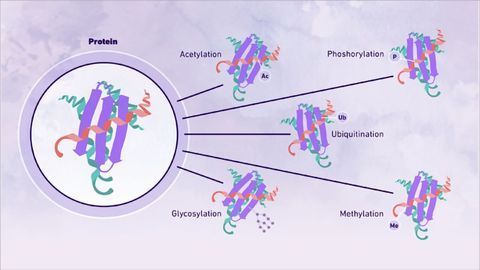 An Introduction to Post-Translational Modifications | Technology Networks