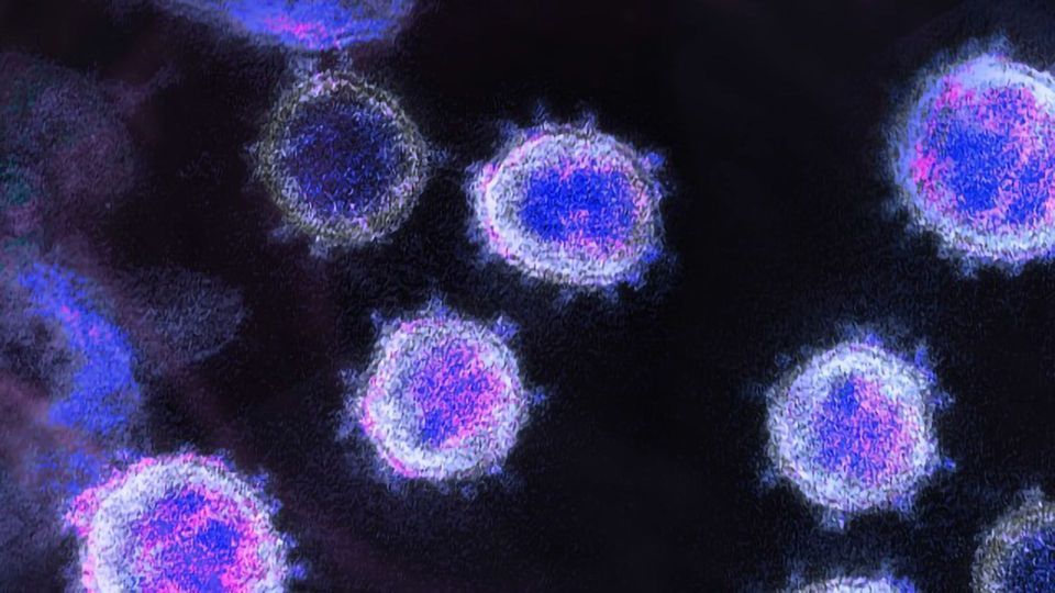 Global T-Cell Scientists Unite in Fight Against Infectious Disease ...