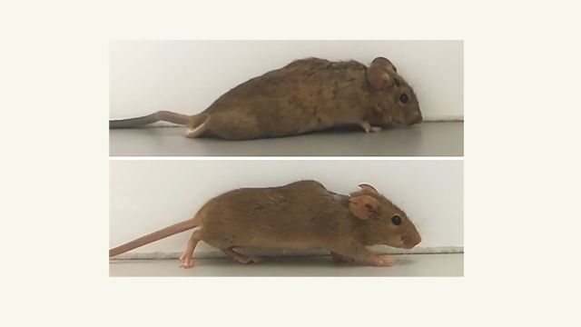 Designer Cytokine Helps Paralyzed Mice Walk Again | Technology Networks