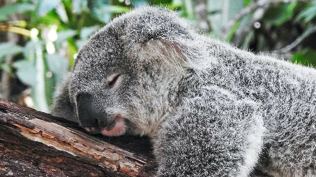 The Marsupial Brain Benefits From a Stretchy Shape | Technology Networks