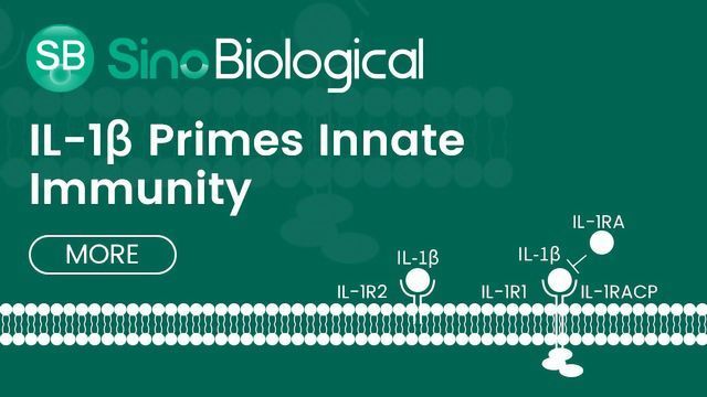 IL1-Beta Primes Innate Immunity | Technology Networks