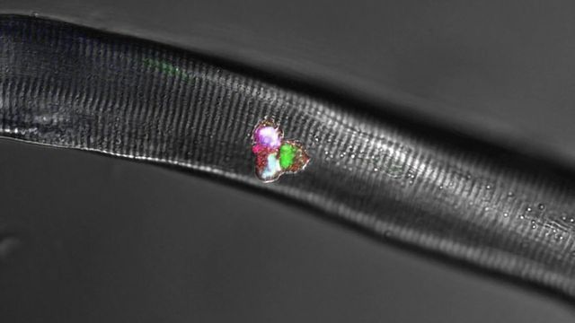 Study Reveals the Key to Proper Muscle Growth | Technology Networks