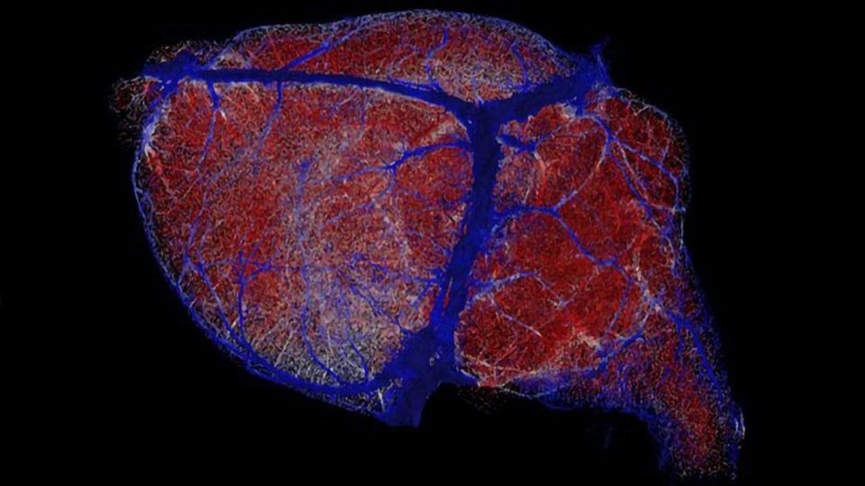 Blood Vessel Map Reveals How Brain Gets Food for Thought | Technology ...