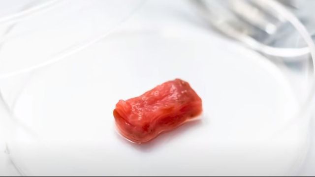 Meet Shoji Takeuchi – Growing Meat in the Lab | Technology Networks