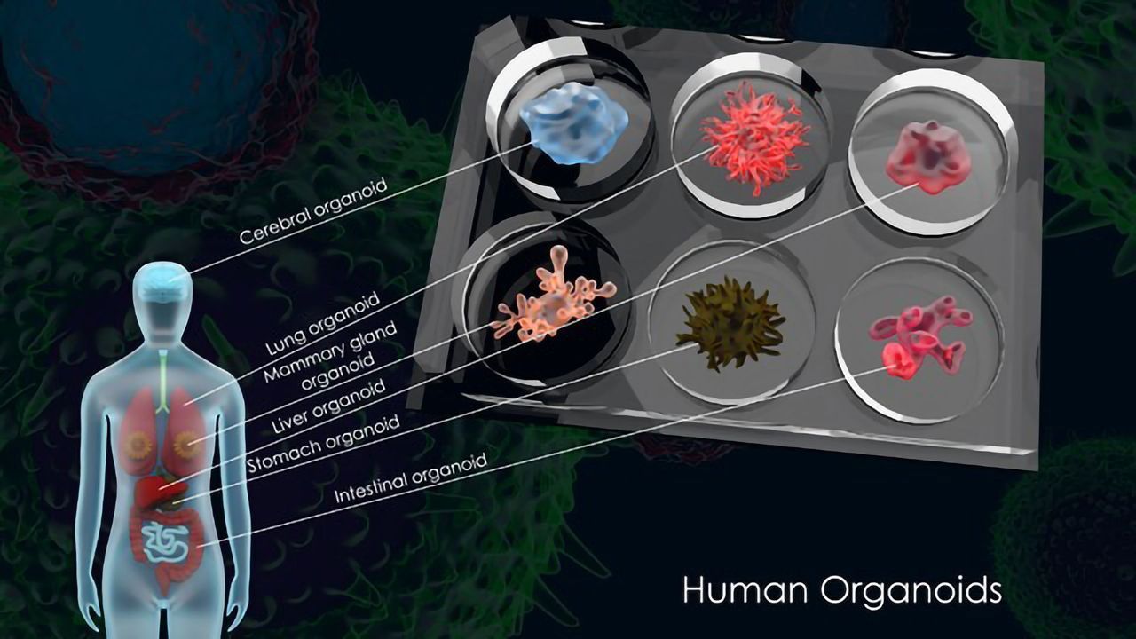 Exploring Human Biology and Disease With Organoid Models | Technology ...