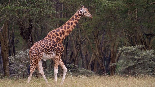 "Giraffe-Type" Gene-Edited Mice Are Resistant to High Blood Pressure ...