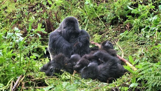 It Takes a Village: Gorilla Families Come Together To Support Young Who ...