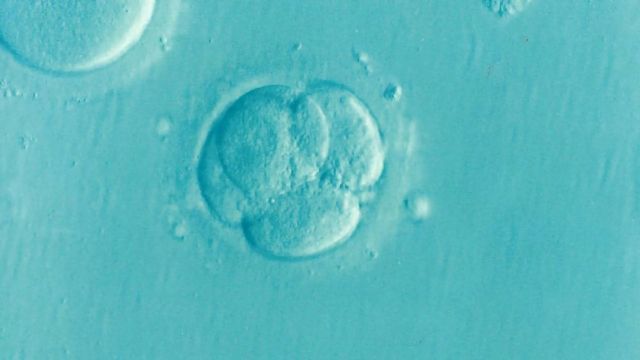 Study Reveals Unexpected Flexibility in Human Embryo Development ...