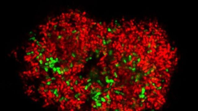 Why Don't Meth­ane Car­bon Iso­topes in the Deep Sea Be­have as Ex­pec ...