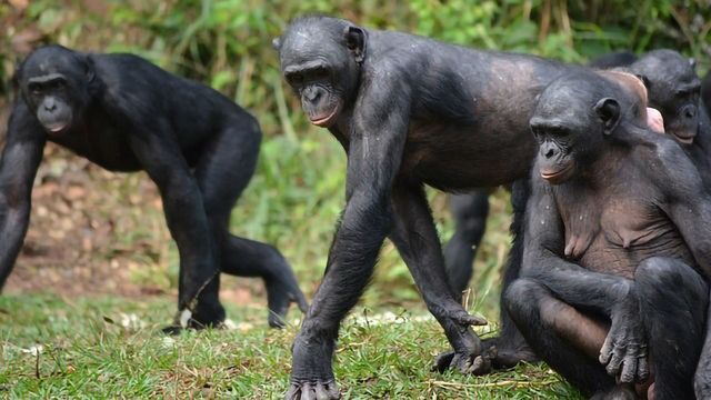 New and Comprehensive Bonobo Genome Assembled | Technology Networks