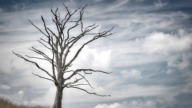 Ghost Forest “Tree Farts” Contribute to Greenhouse Gas Emissions ...