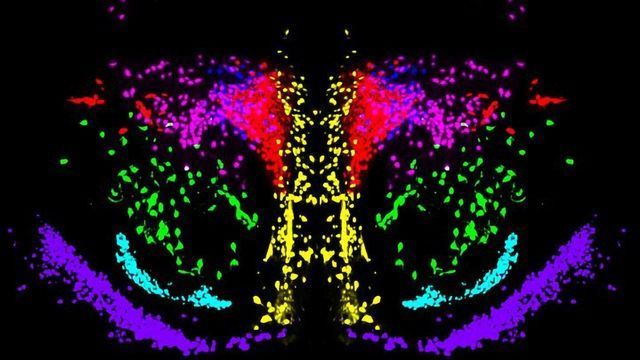 Visualizing Oxytocin And Vasopressin Circuits In 3d Technology Networks