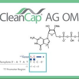 CleanCap® AG (3' OMe) Reagent: Next-Generation mRNA Capping Technology ...