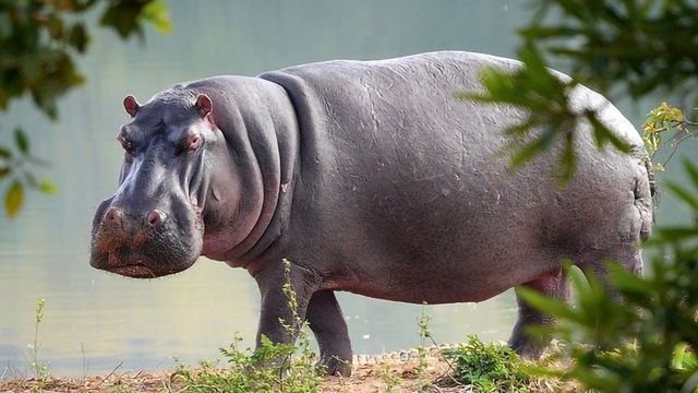 Anthrax Outbreak Insights Gained From Hippo Tracking | Technology Networks