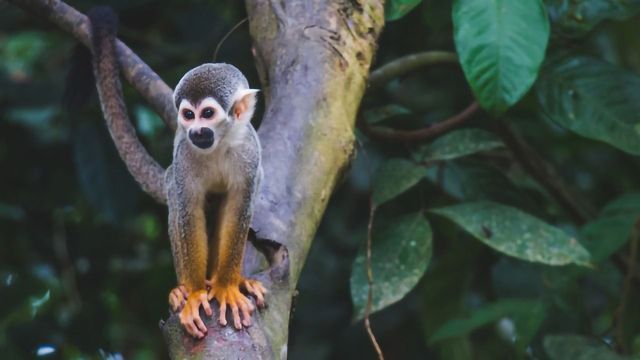 Elderly Monkeys Gained Cognitive Benefits From Experimental Alzheimer's ...