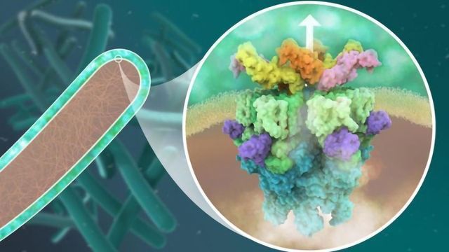 TB Protein Structure Determination Opens Therapeutic Opportunities ...