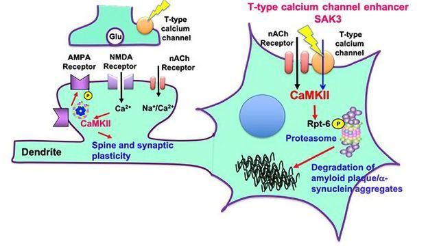 Drug Halts Neurodegenerative Symptoms in Mouse Models of Dementia ...