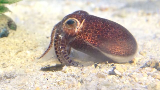 Evolution of Bobtail Squid Shaped by Major Biogeographic Events ...