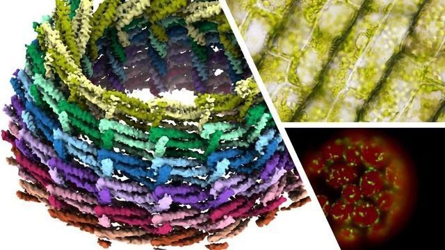 Key Protein in Photosynthesis Is Visualized | Technology Networks