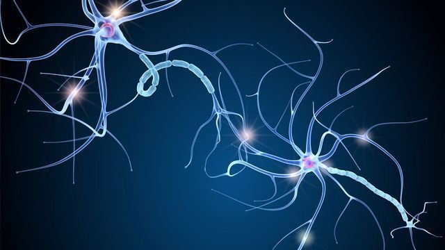 Reversing Age-Related Memory Loss in Mice | Technology Networks