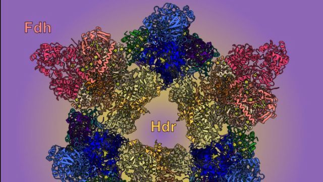 Learning Lessons From Energy Efficient Microbes | Technology Networks