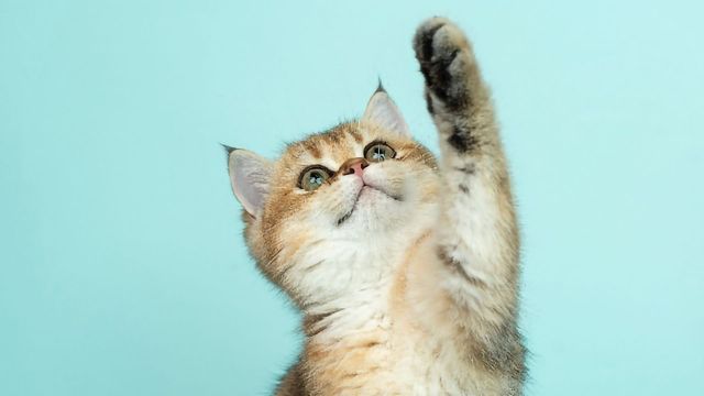 Feline Feelings: Seven Traits of Cat Personality Identified ...