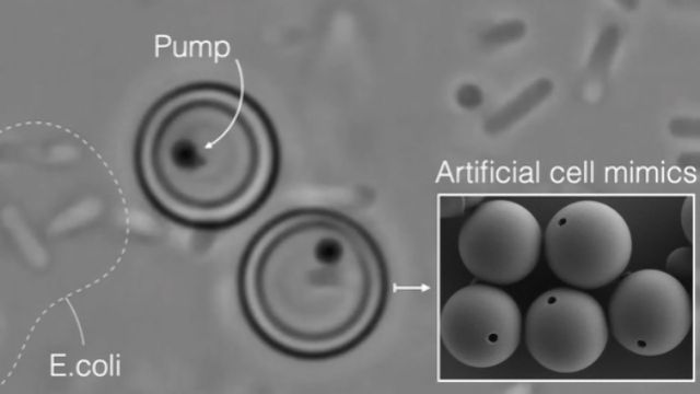 Artificial Cells Mimic Vital Functions of Biological Cells | Technology ...