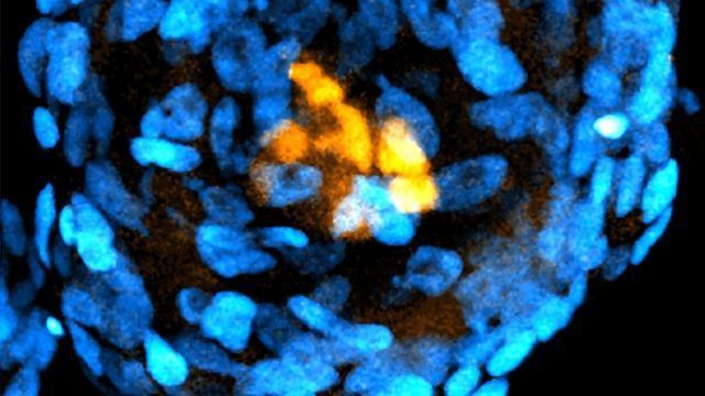 Embryo-Like Structures Created From Human Stem Cells | Technology Networks