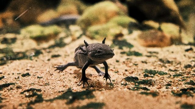 How Limb Development Evolved in Vertebrates | Technology Networks