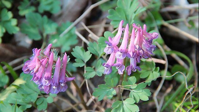 Medicinal Plant Extract Can Prevent Morphine Addiction | Technology ...