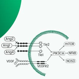 ANGPT2/TIE2: Attractive Targets for Improved Anti-angiogenic Cancer ...