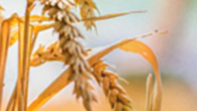 Wine and Cereal Authenticity Testing by Strontium Isotope Ratio ...