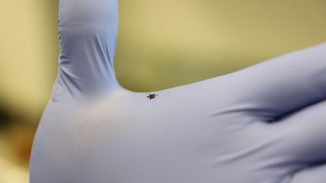 Potential Target for Treating and Diagnosing Lyme Disease Discovered ...