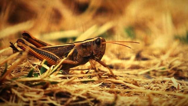 Sizing Up the Nutritional Properties of Insect Powder Proteins ...