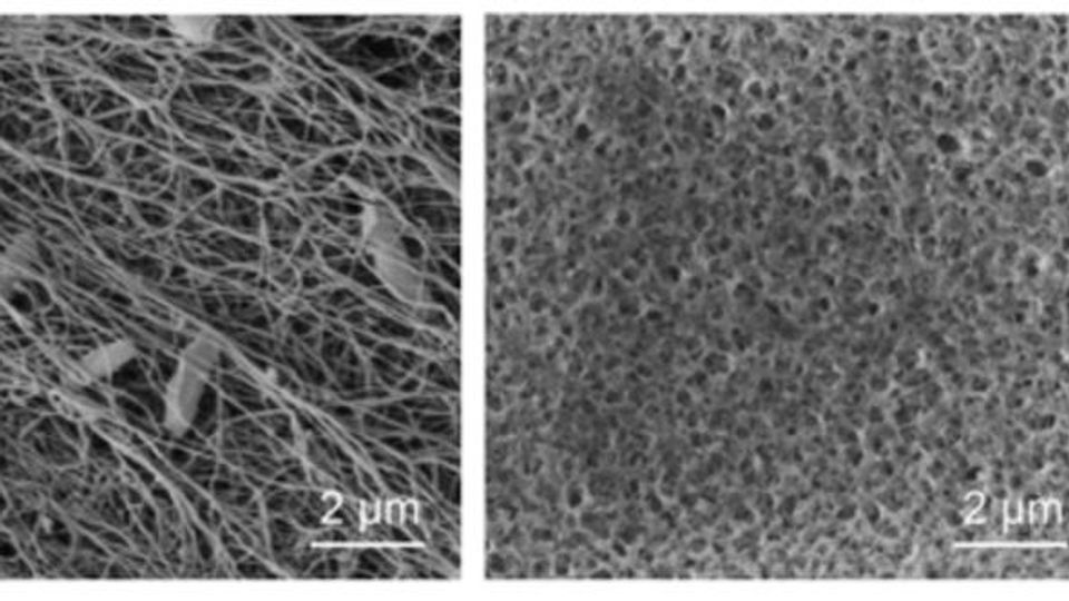 Living Kombucha Water Filters Offer Many Advantages Over Conventional ...