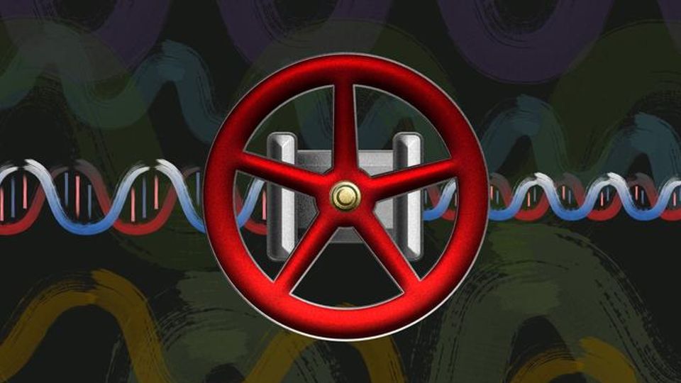 “Valves” Built In DNA To Control Flow of Biological Information ...