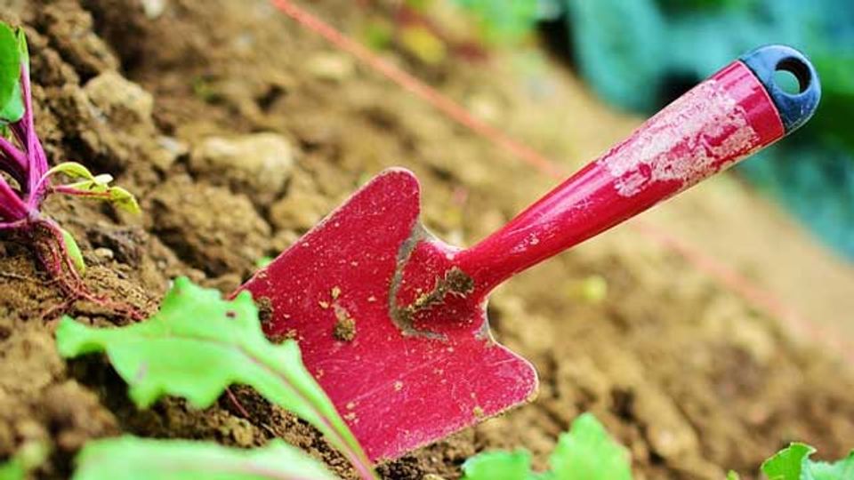 Mapping the Lead Lurking in Our Soil | Technology Networks