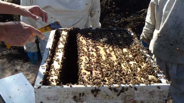 Exploring the Genetics Behind Killer Bees' Defensive Nature ...