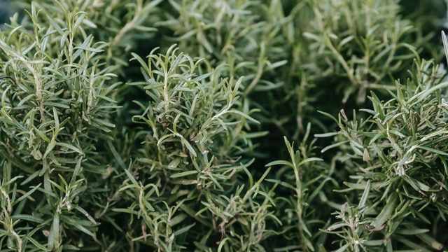 Compound Found in Rosemary Could Be a Two-Pronged Weapon Against SARS ...